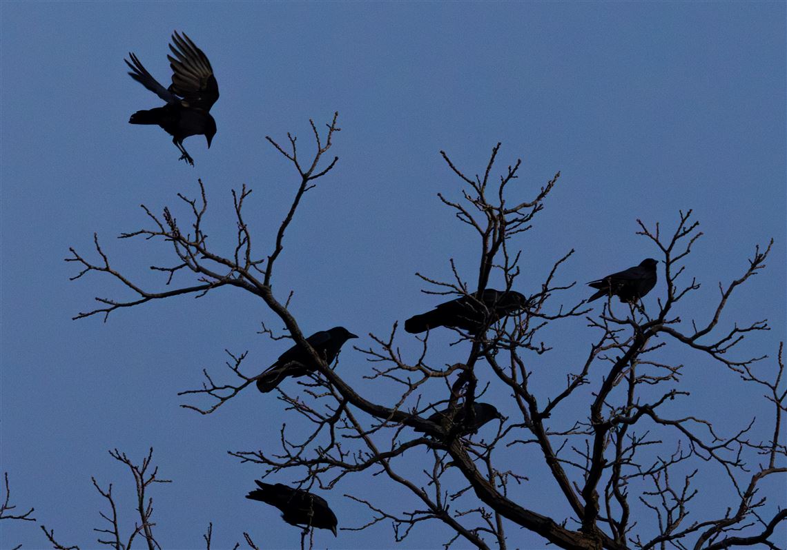 First Pittsburgh cases of avian flu in years detected in American crows ...