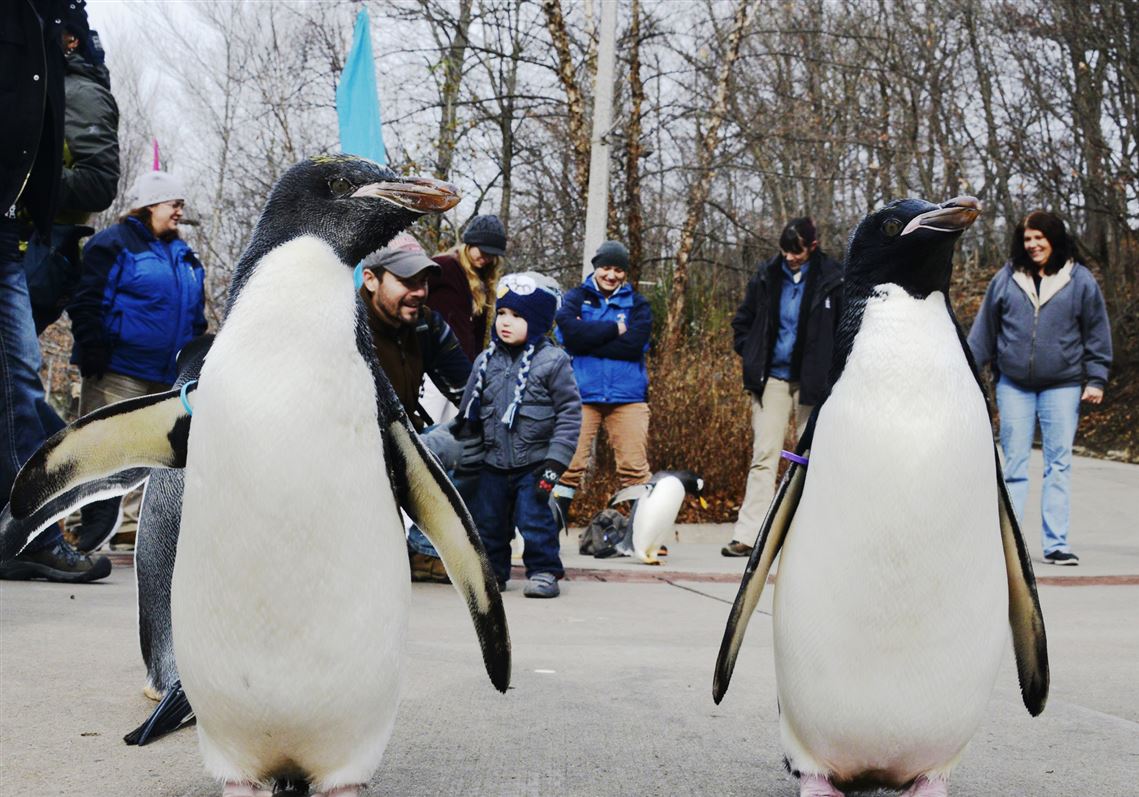 Pittsburgh.penguins 3 Pear Believe 2023 24 Pittsburgh Penguins Third