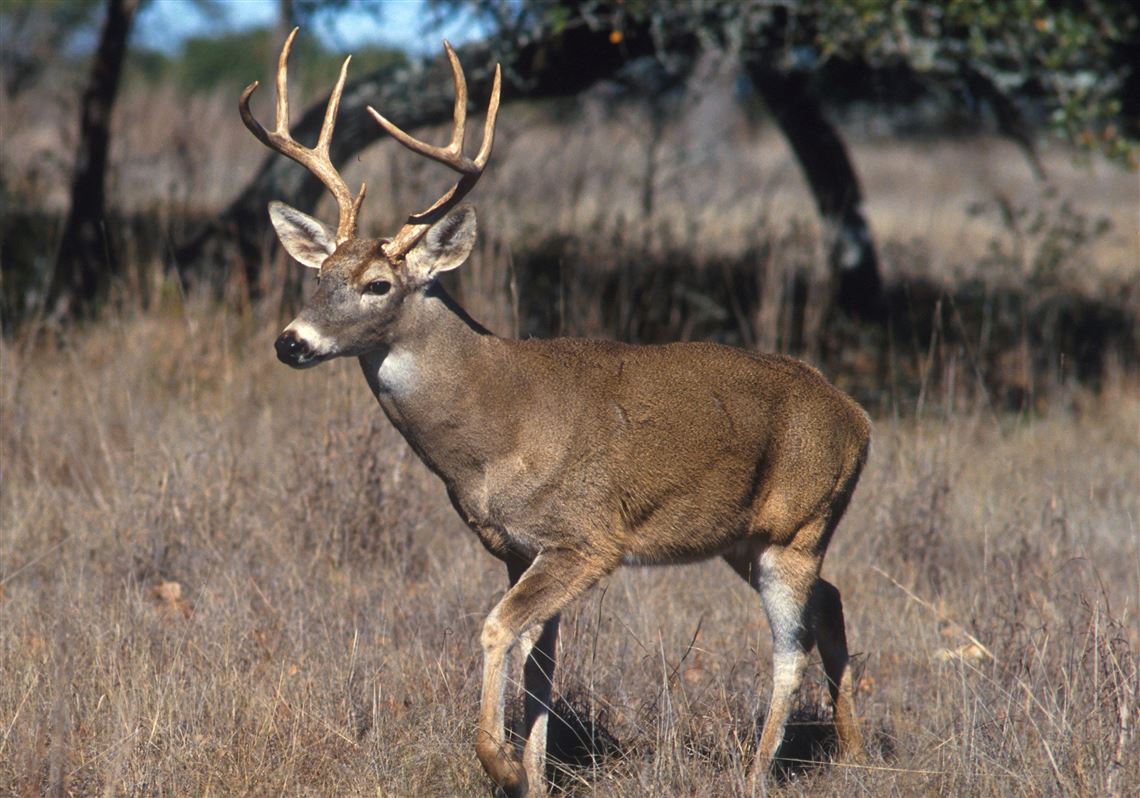 Kinzua cooperative is a hit with deer hunters, timber producers and ...