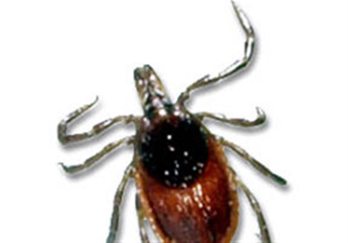 Tick saliva may be a secret ingredient to help HIV patients ...