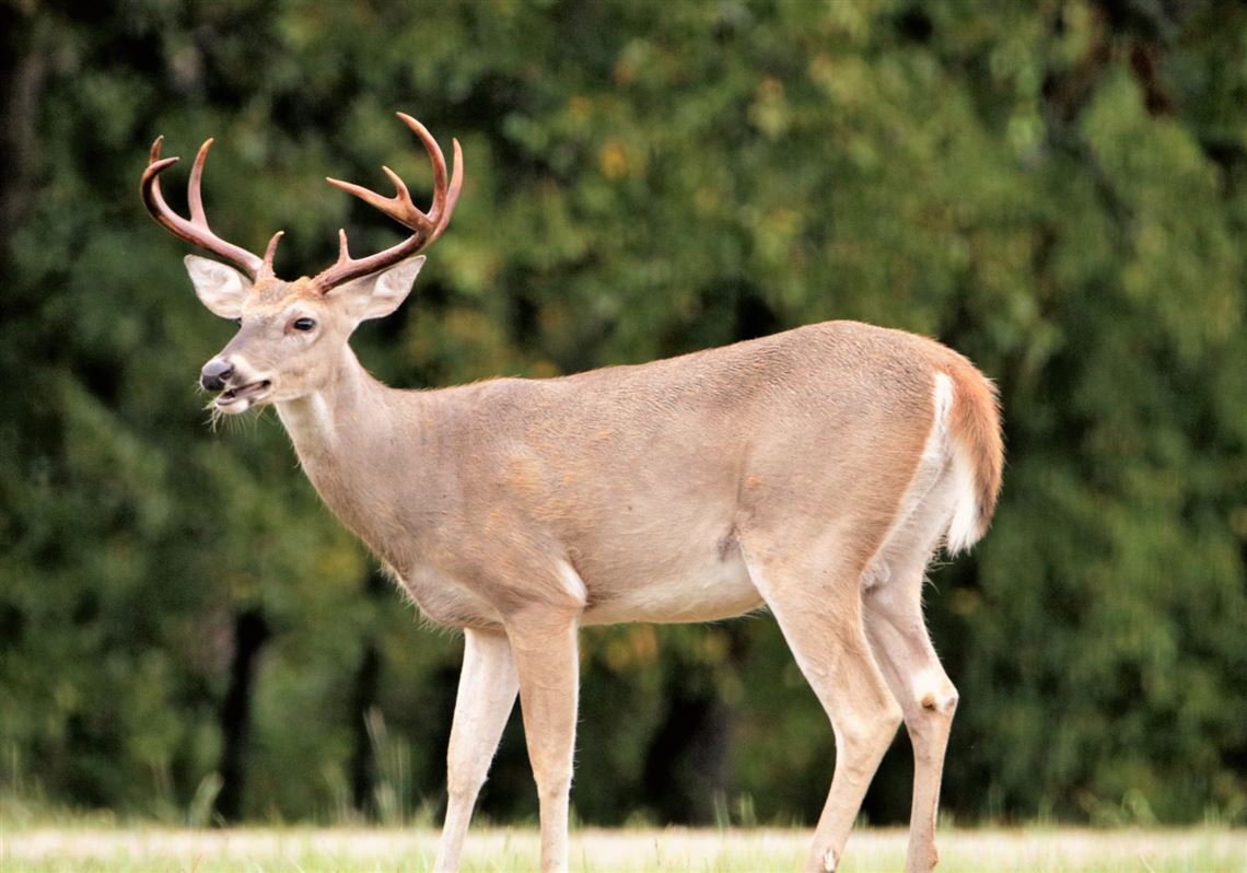 Felony charges reduced in Jefferson County deer-torture case ...
