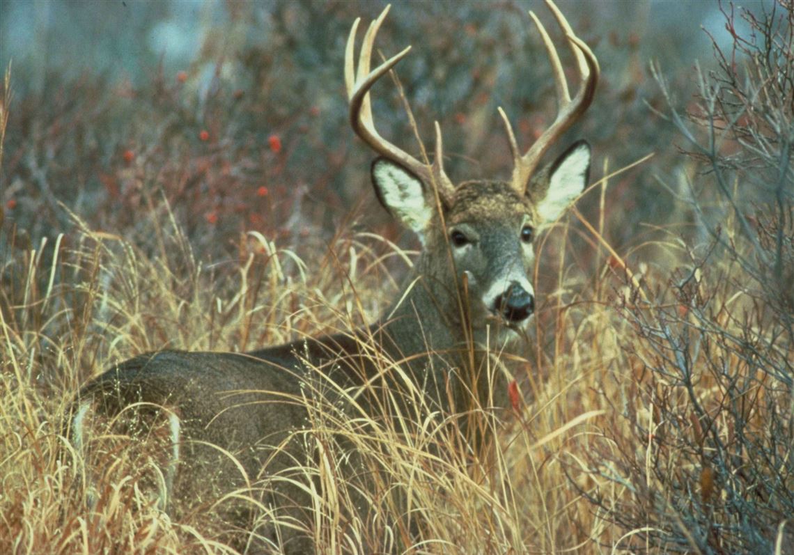 Pa.’s wildlife is dependent on us to save it | Pittsburgh Post-Gazette