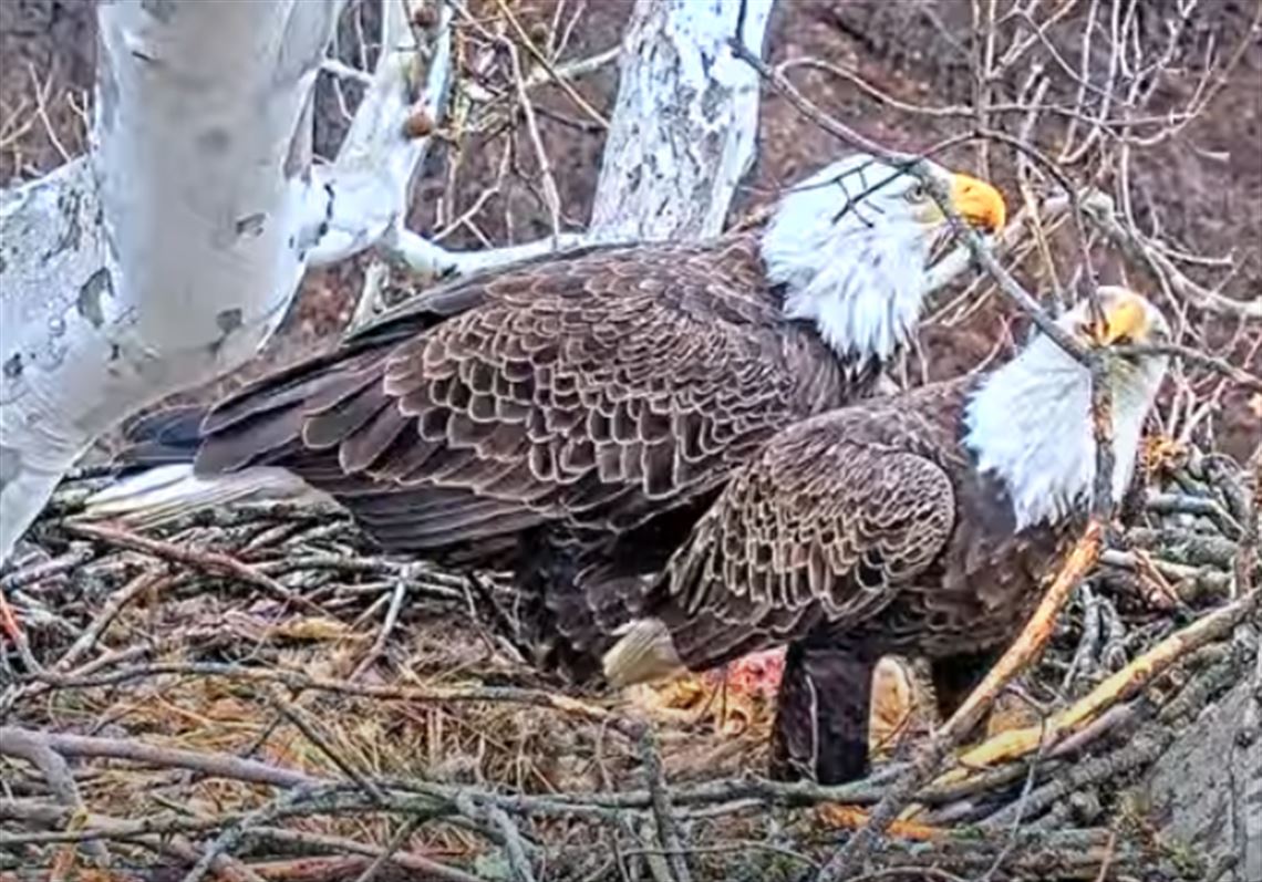 2nd bald eagle egg delivered at U.S. Steel plant south of Pittsburgh ...