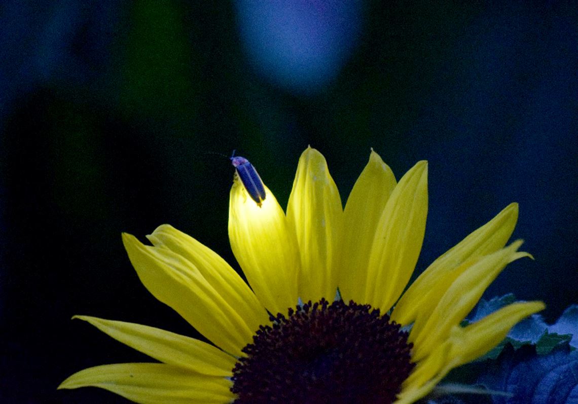 Jeffrey Calta: Fireflies are amazing, and endangered | Pittsburgh Post ...