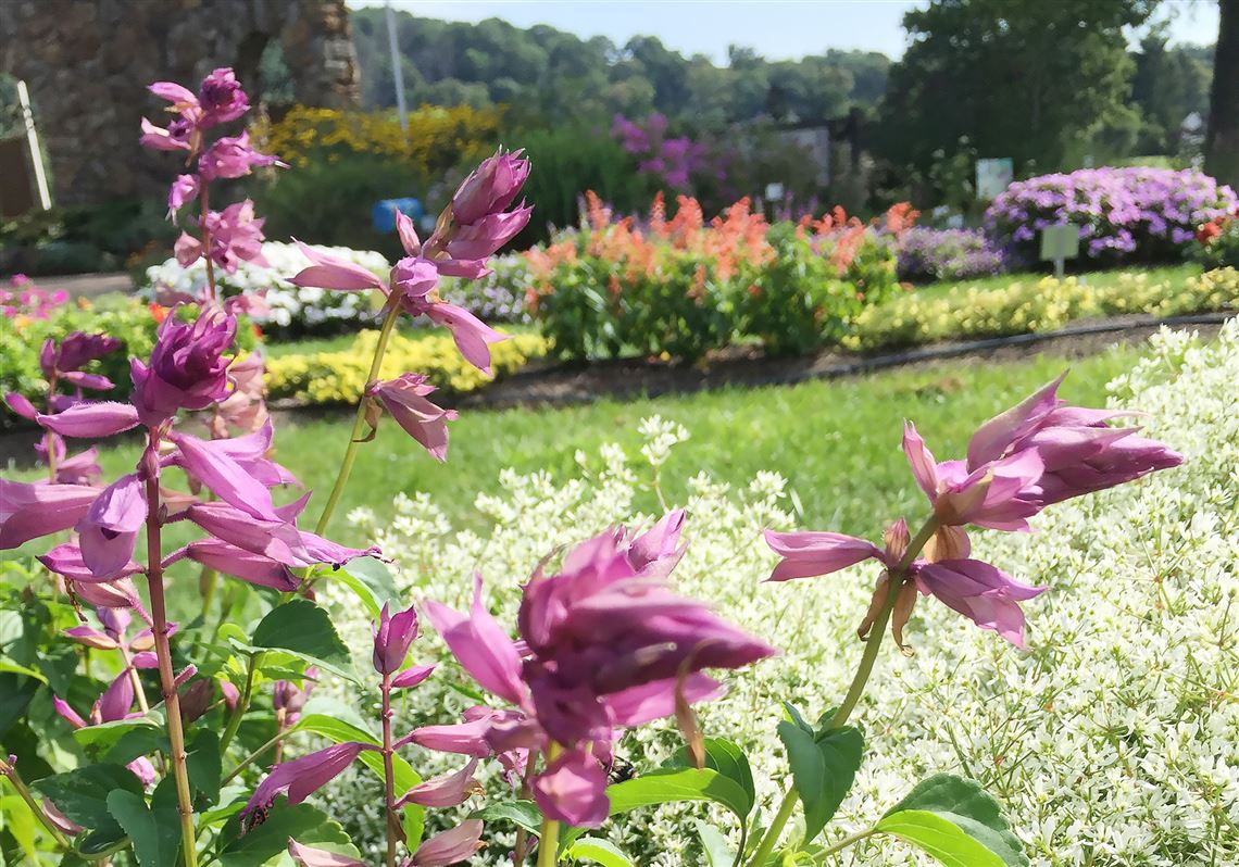 Bees, herbs and annuals: The stars of field day in county parks ...