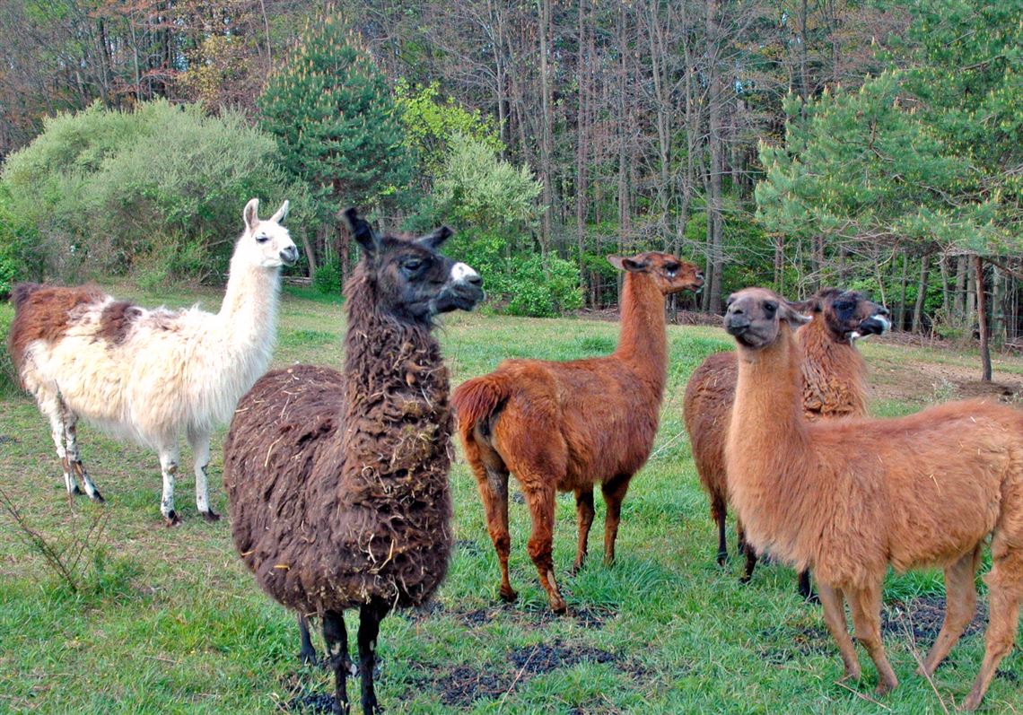 Pet Tales: Property dispute threatens future of animal sanctuary ...