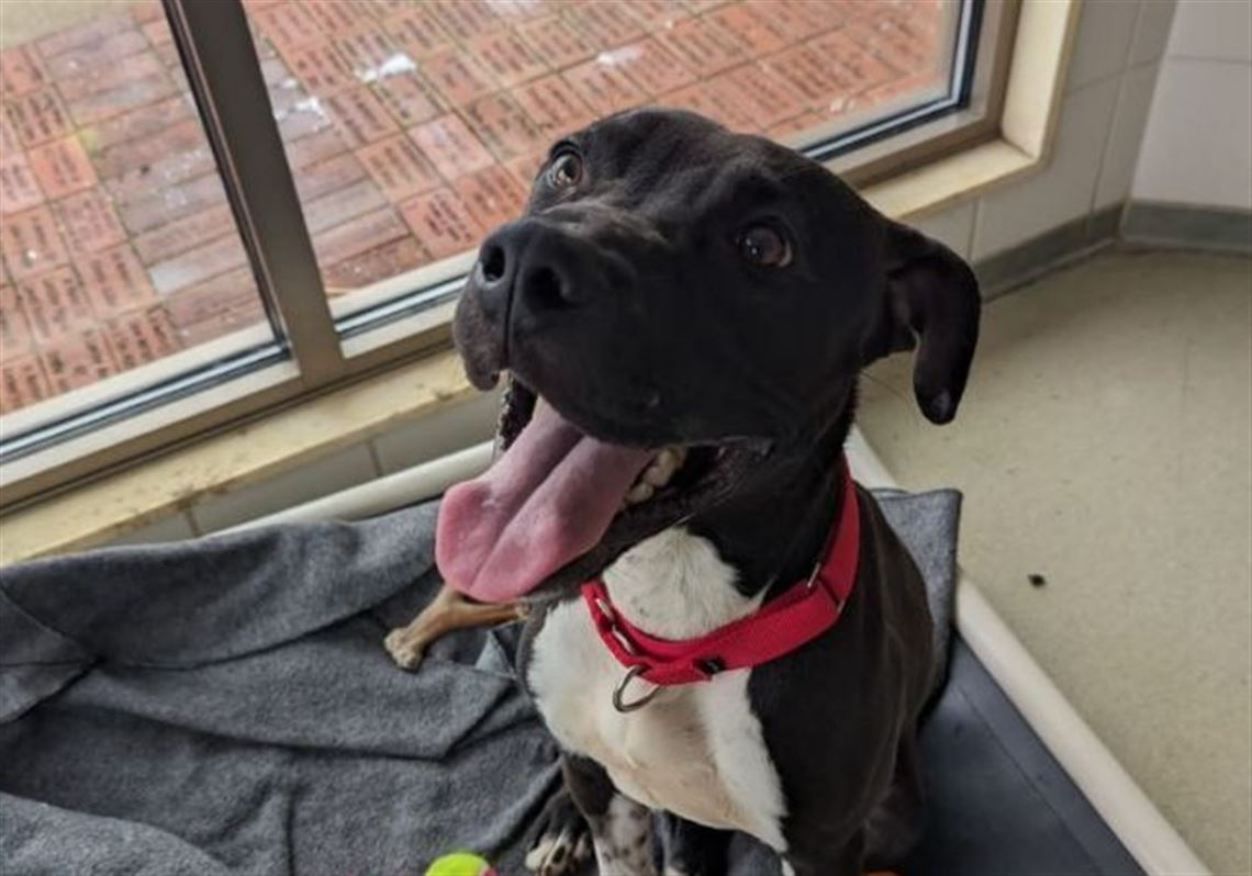 Pittsburgh's animal shelters have dogs, cats and rabbits waiting to be ...