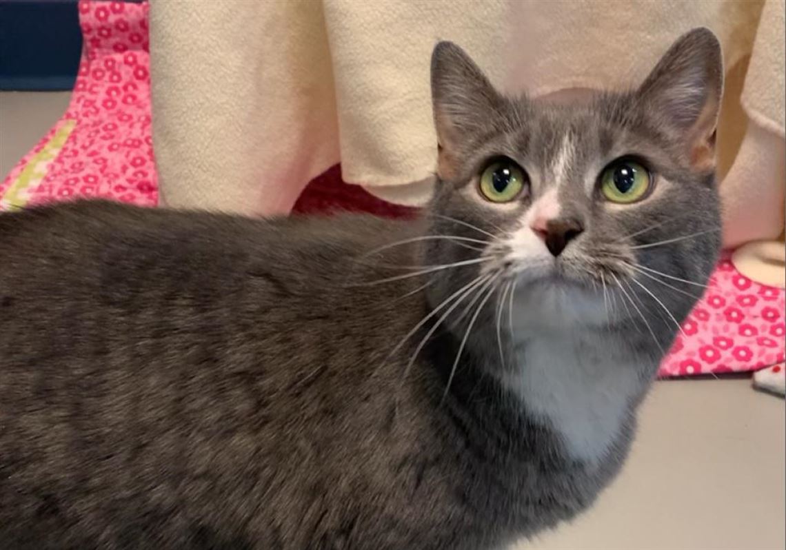 Lexi, Polo and Prince are looking for new playmates — and forever homes ...