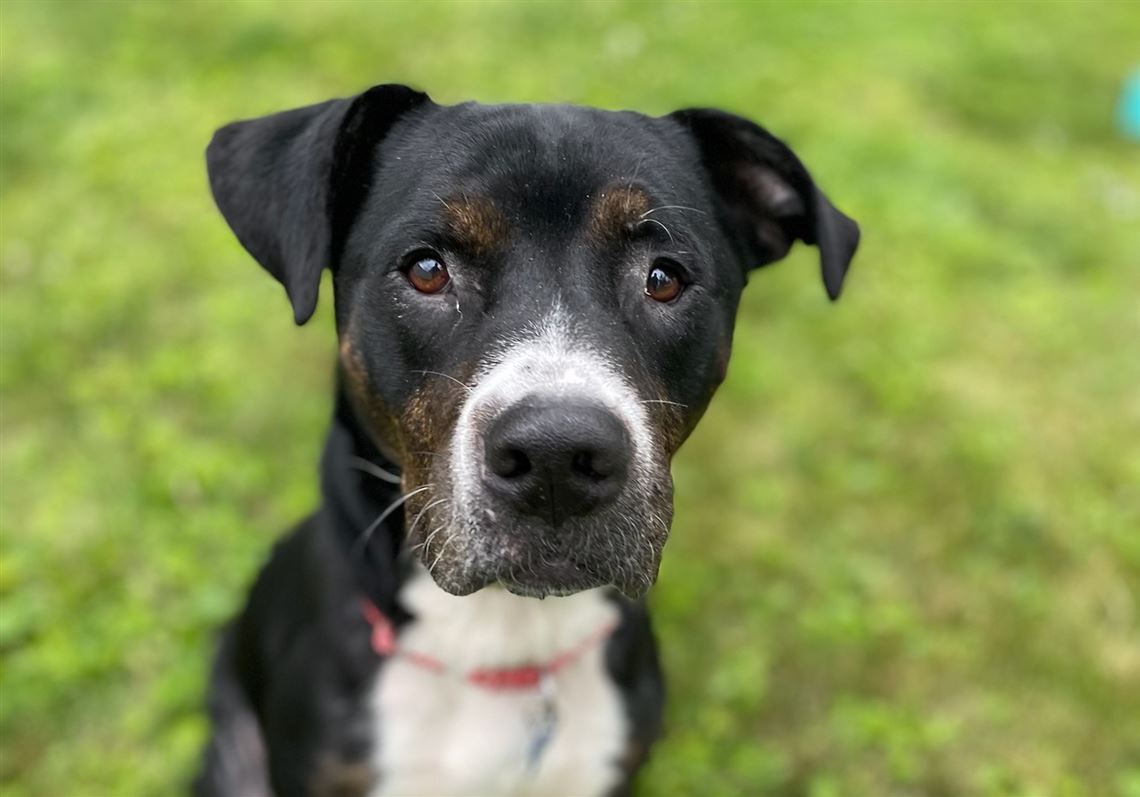 3 dogs wait for forever homes at Pittsburgh animal rescues and shelters ...