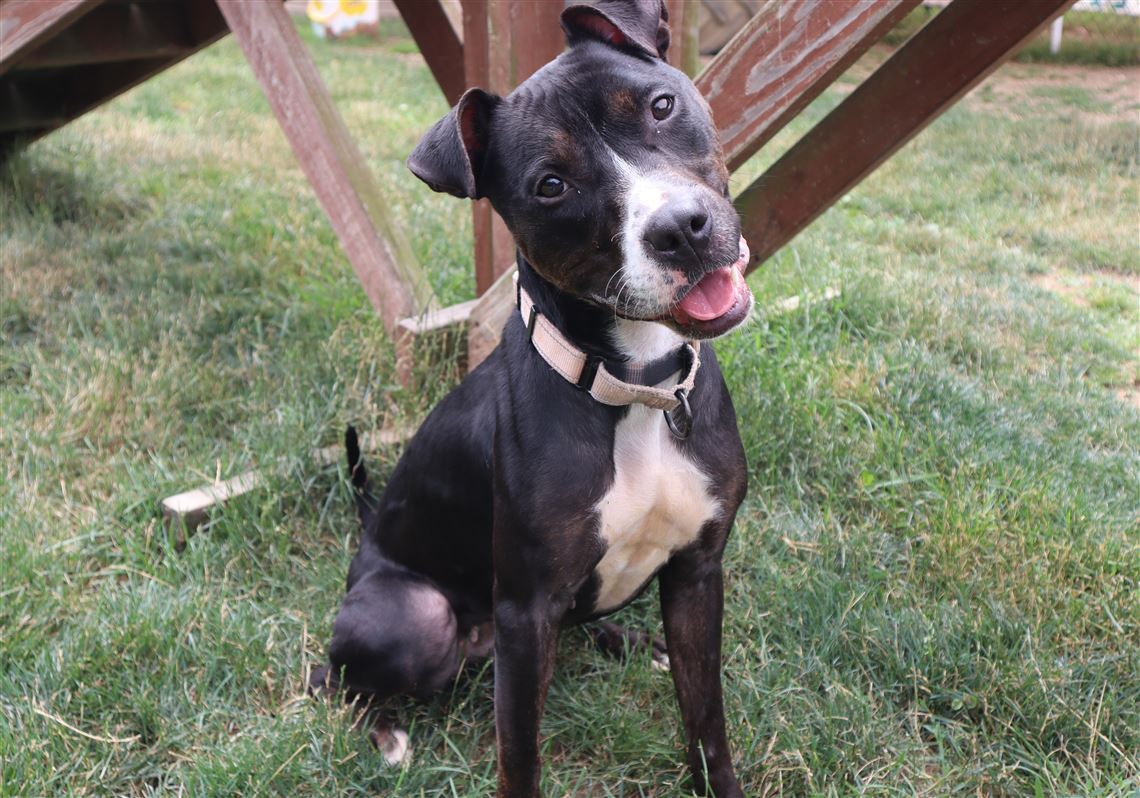 Do you have room in your heart and home for these dogs? | Pittsburgh ...