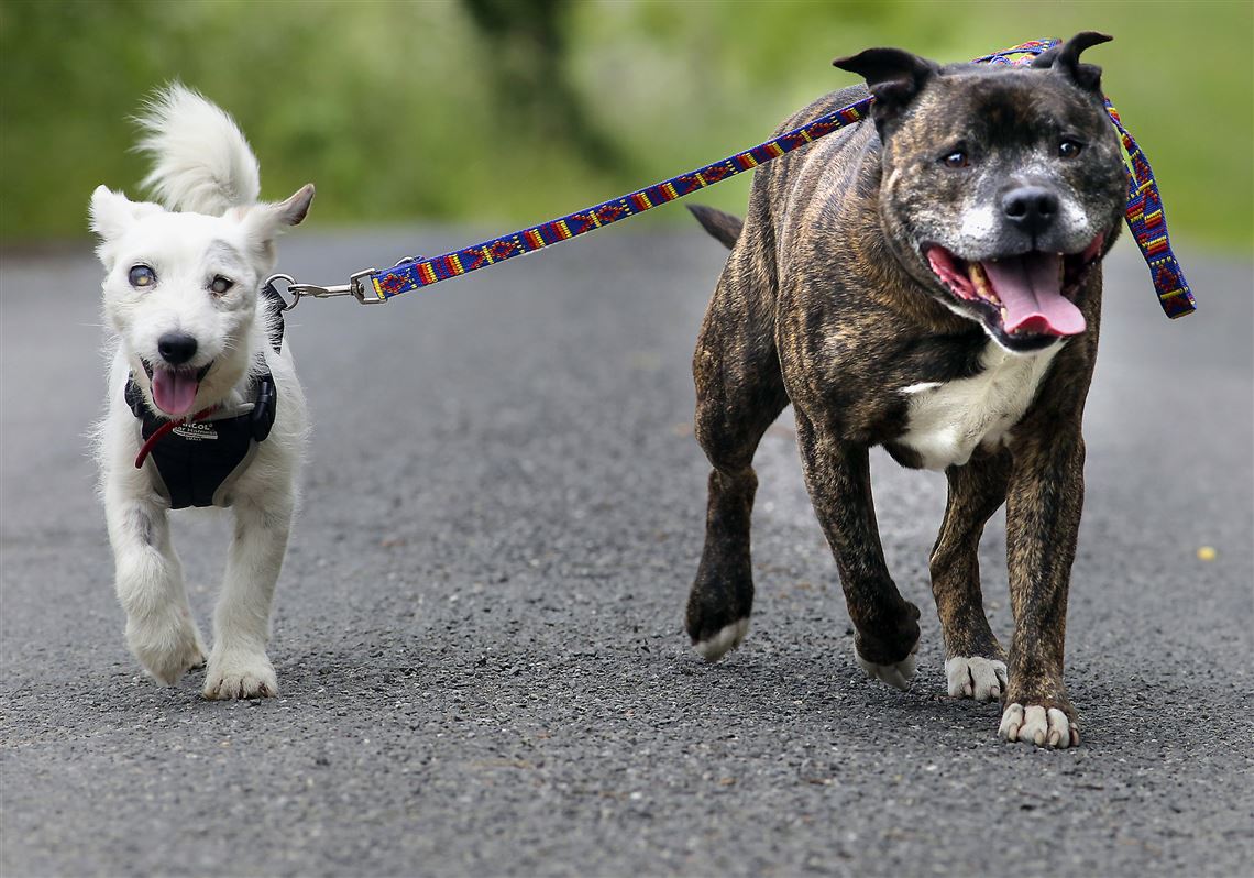 How Do You Bond With Two Dogs