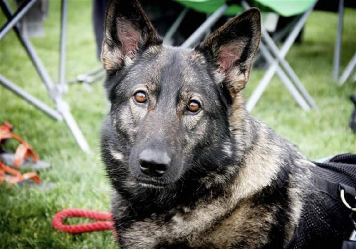 Pet Tales: Heroic dogs compete to be American Humane's top dog ...