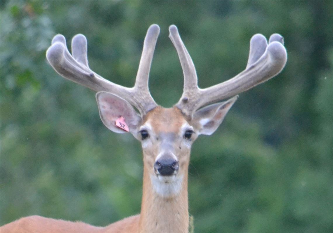 Understanding Antlers Helps Hunters To Find The Big Ones Pittsburgh 