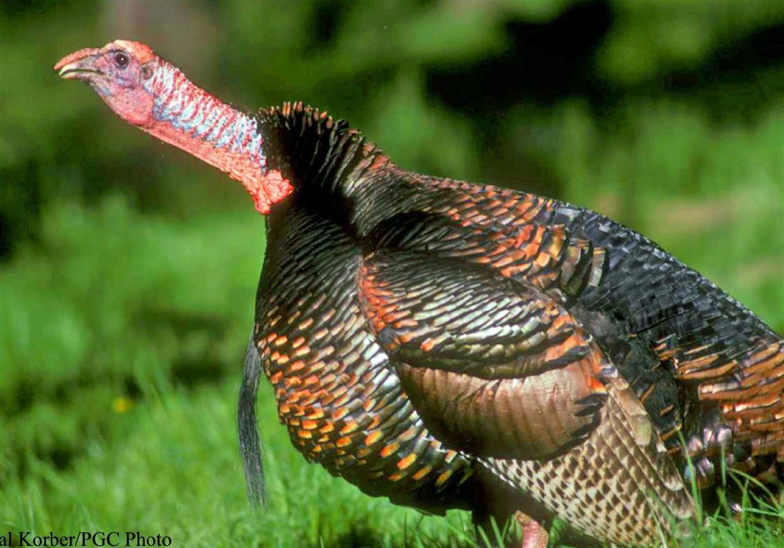 Turning in your wild turkey count helps state manage the big birds ...