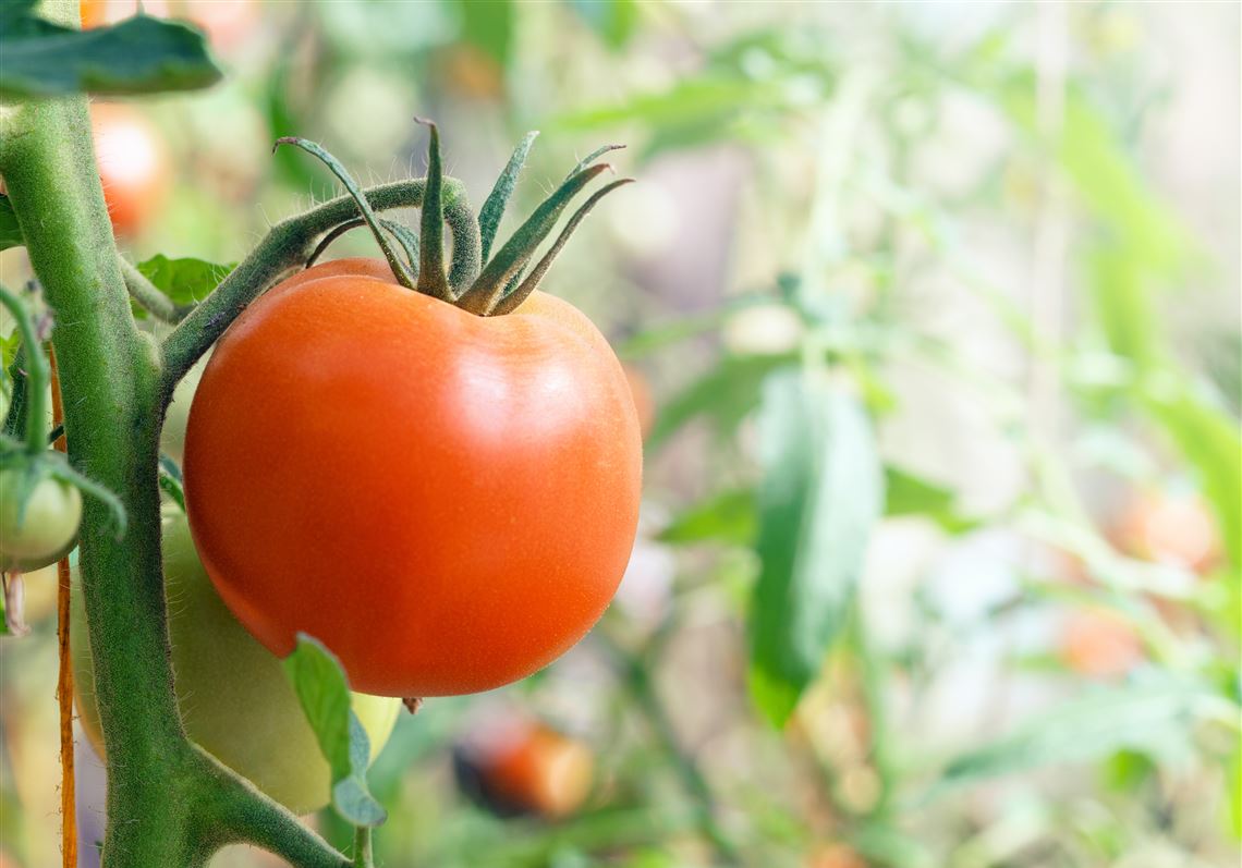 CRAAACK! The look and sound of a really ripe tomato | Pittsburgh Post ...