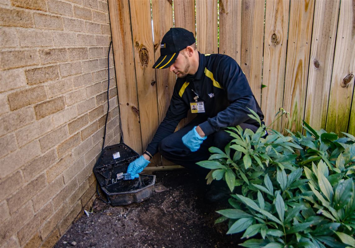 More rodents are turning up in restaurants and stores, health records ...