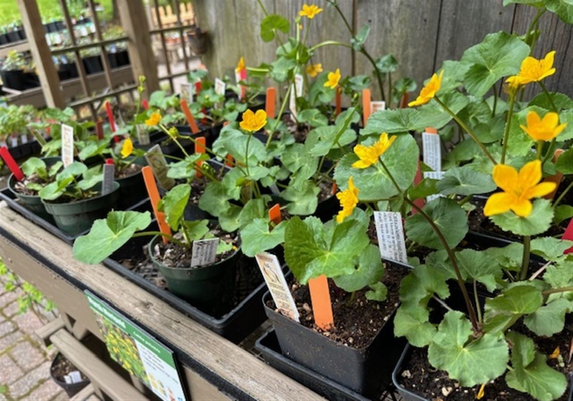 Audubon Society of Western Pennsylvania sells 200 native plant speieces | Pittsburgh Post-Gazette