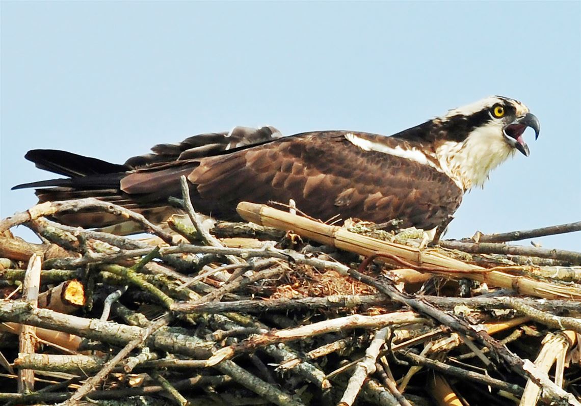Pennsylvania ospreys on their way off threatened species list ...