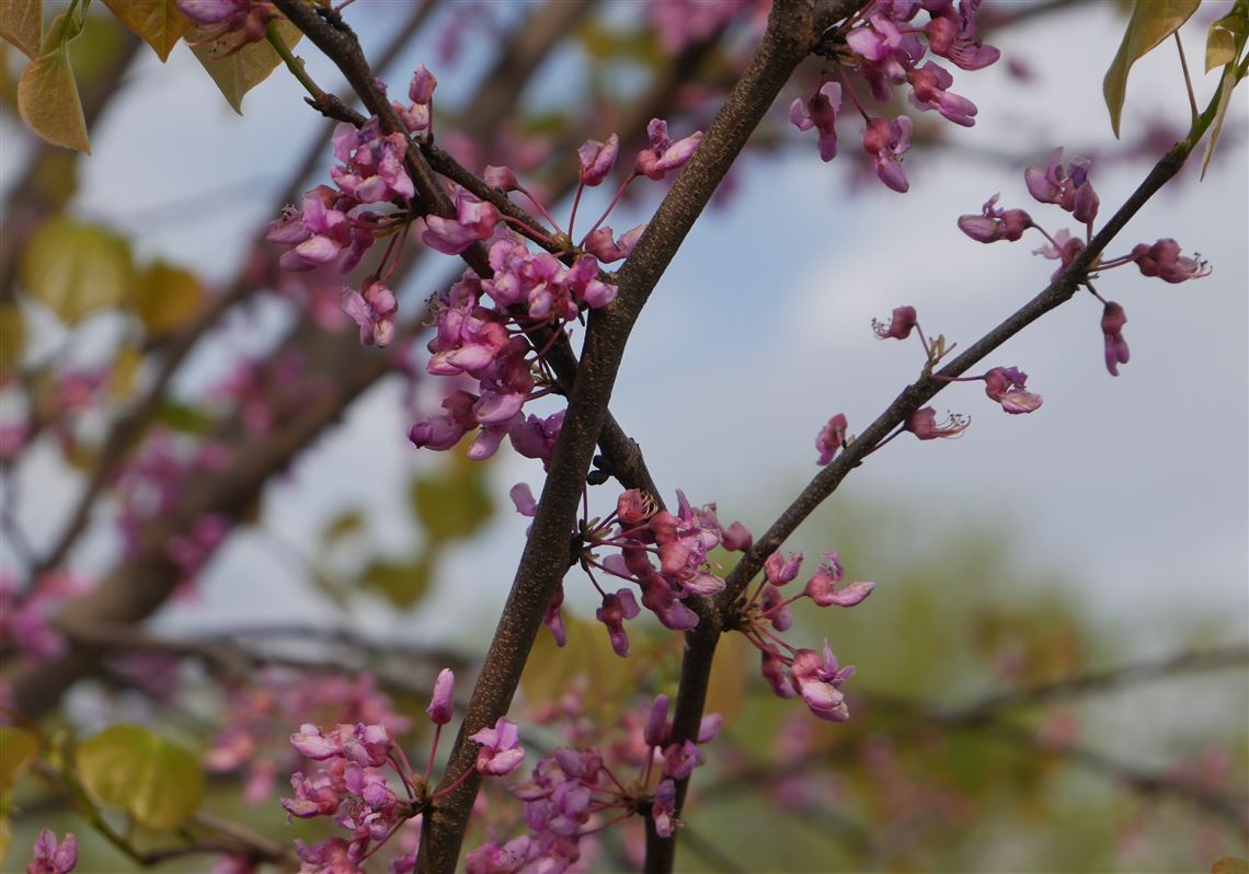 Redbuds and other flowering trees planted for free in Penn Hills ...