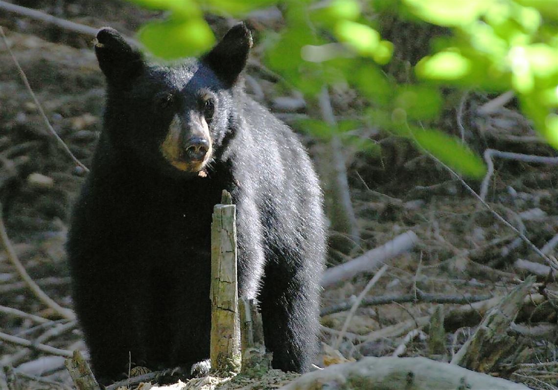 Changes made at bear check stations; record harvest predicted ...