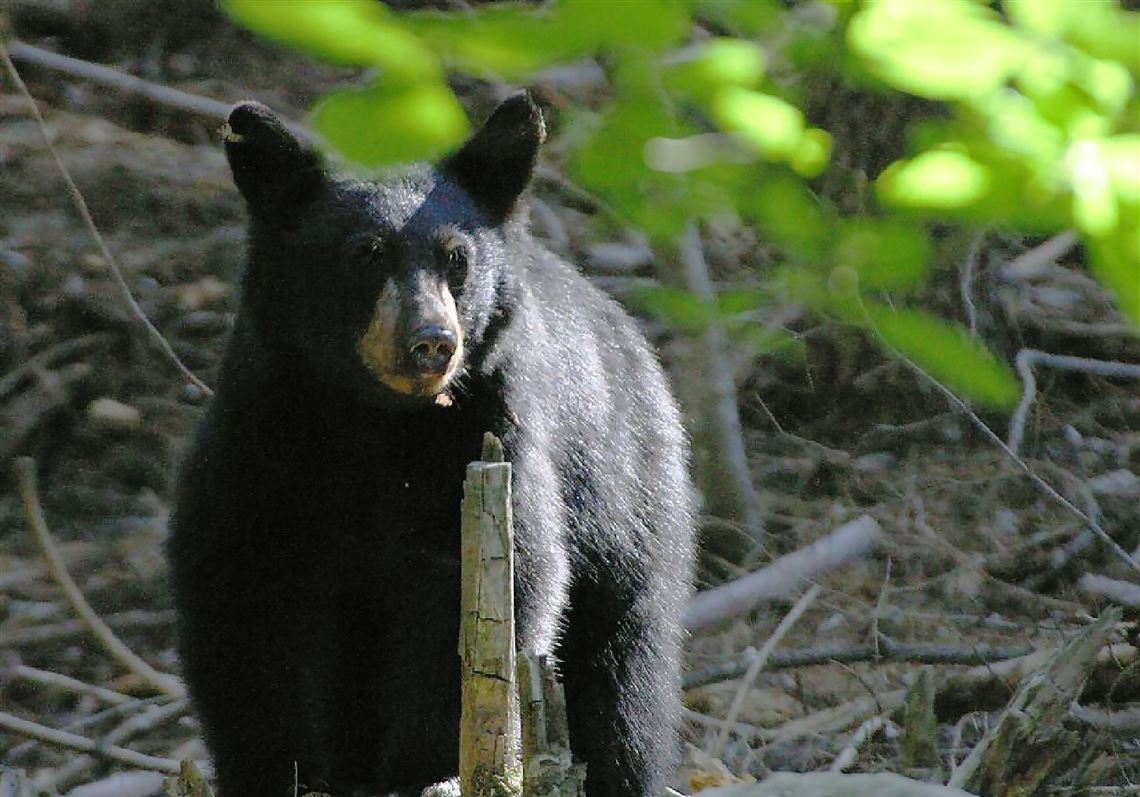 Black bear seen roaming parts of Westmoreland County | Pittsburgh Post ...
