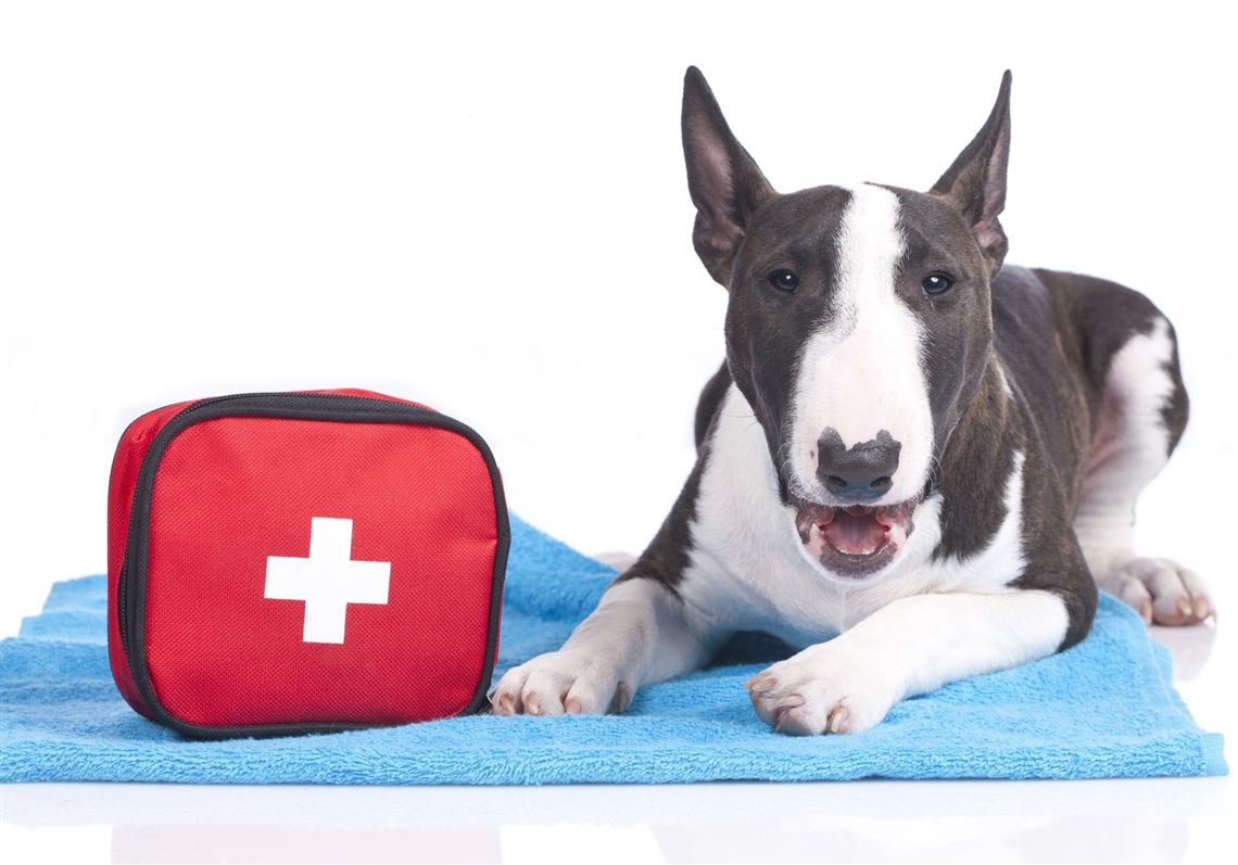 Pet Points: Be prepared for a pet emergency | Pittsburgh Post-Gazette