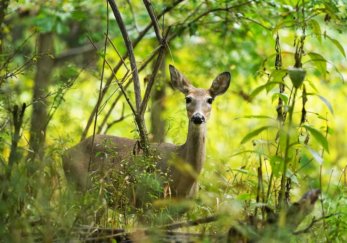Pittsburgh's deer management pilot program called a 'success' as city ...