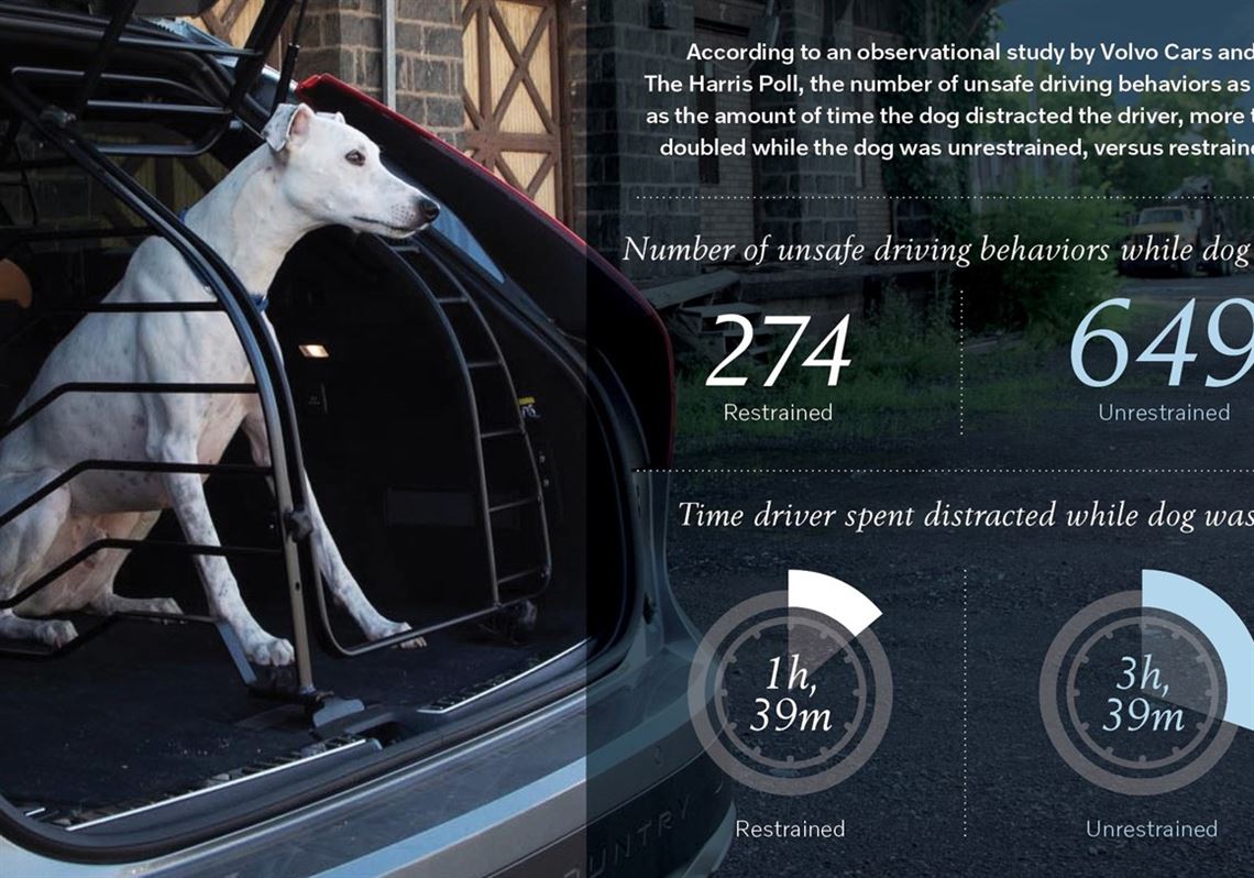 Study: Unrestrained Pets Increase Stress and Distraction on the Road ...