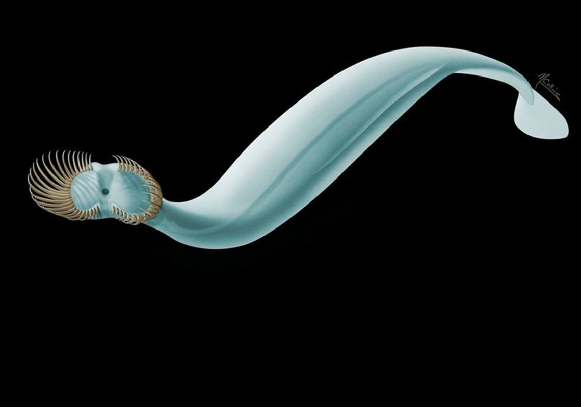 Scientists ID tiny prehistoric sea worm with 50 head spines ...
