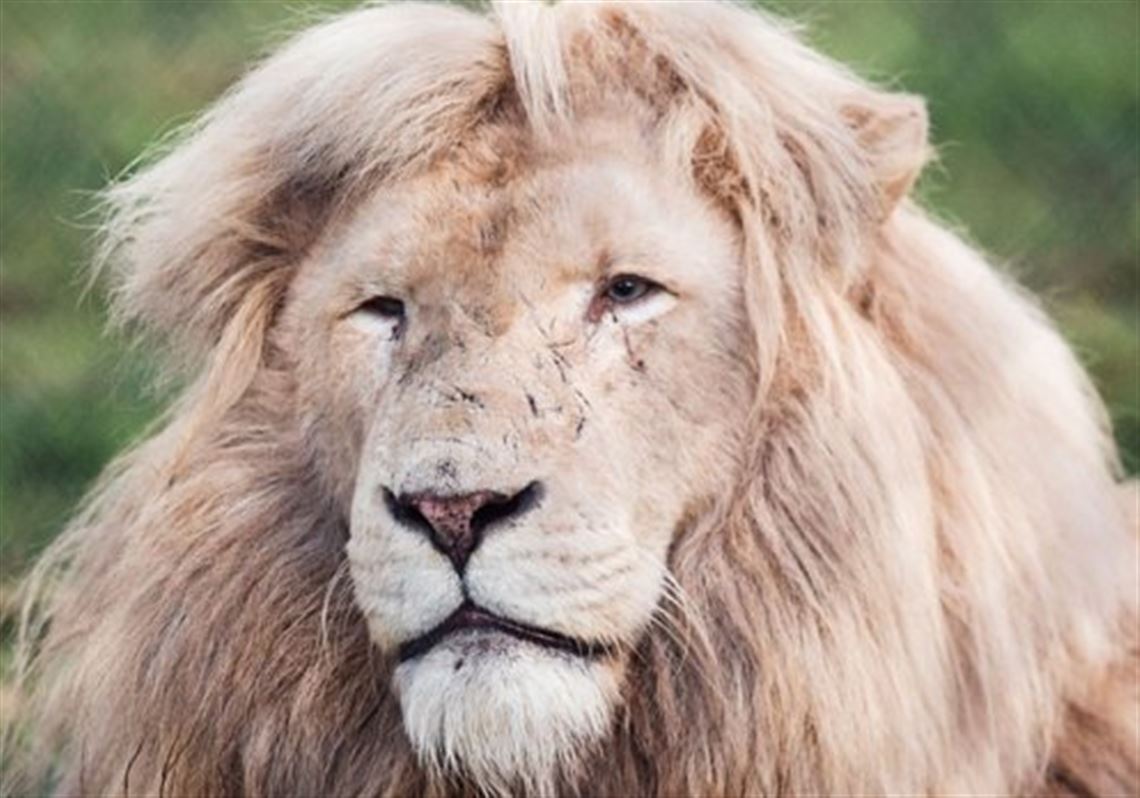 Rare lion’s death at Nemacolin raises oversight questions | Pittsburgh ...