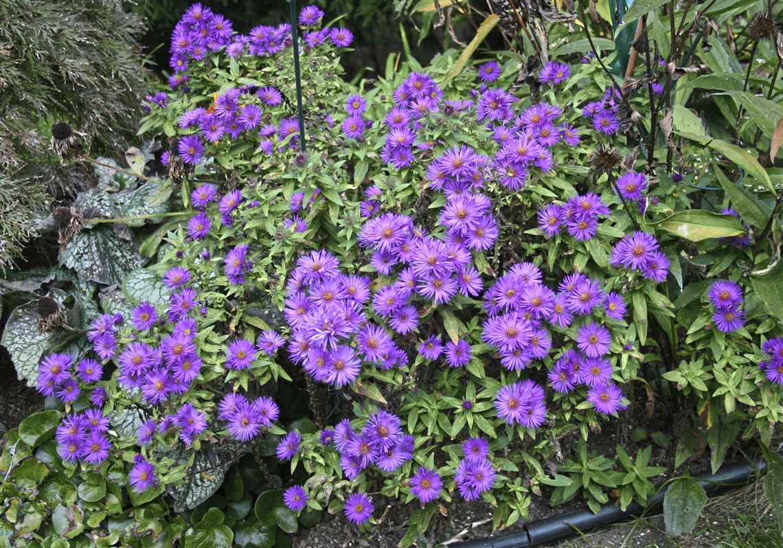 Asters are the real stars of the fall garden | Pittsburgh Post-Gazette
