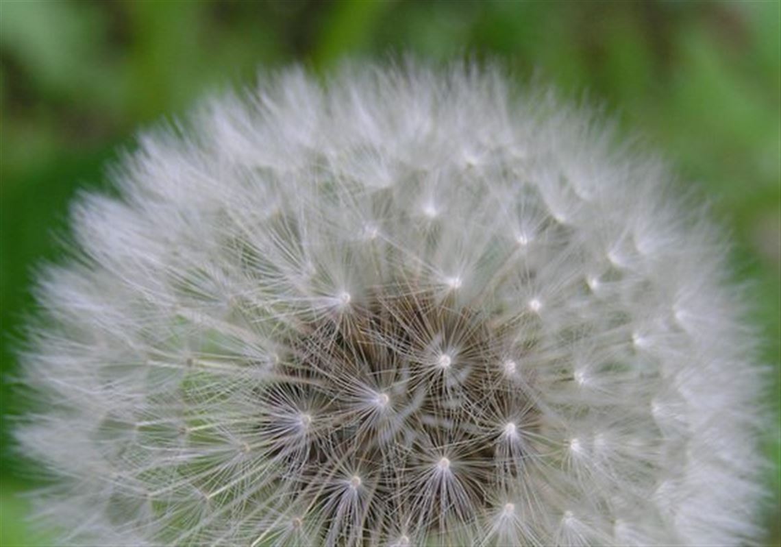 Got dandelions? Here's what to do now to wrangle weeds | Pittsburgh ...