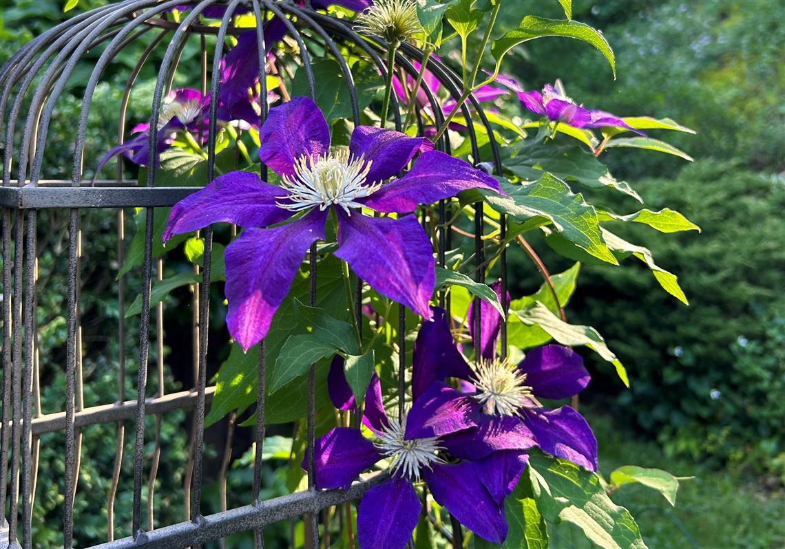 With so many to choose from, you're bound to find a clematis for your ...