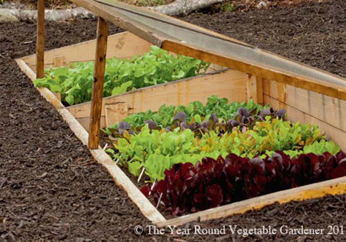 Cold frames give gardeners winter vegetables | Pittsburgh Post-Gazette