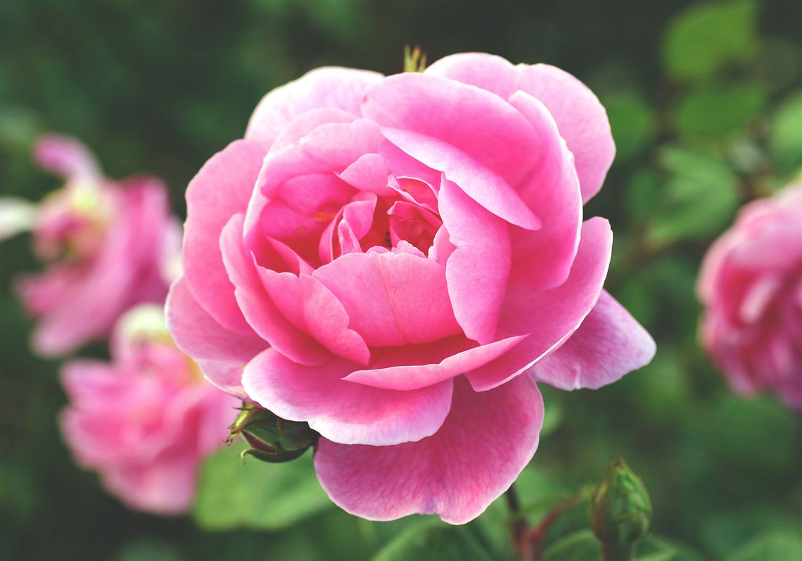 Rose Day set at Renzie Park | Pittsburgh Post-Gazette