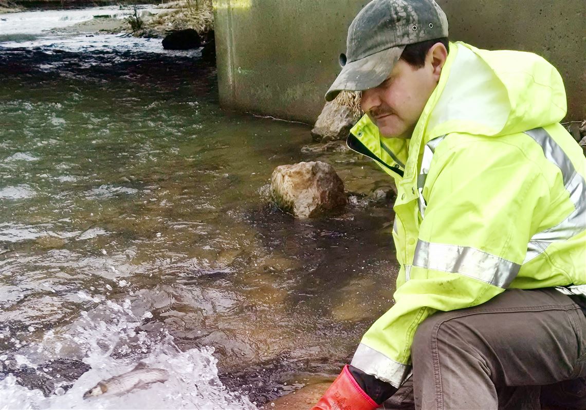 Hatchery workers stock steelhead smolt; three years later fish return ...