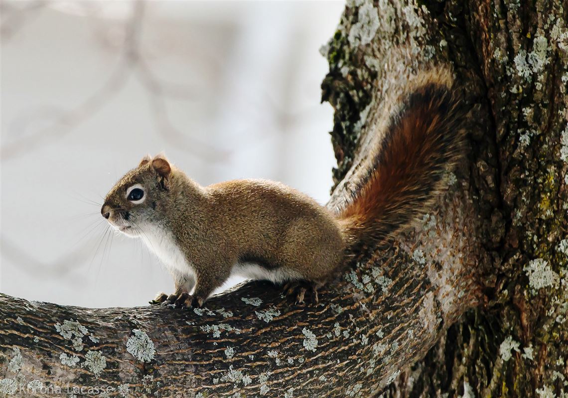 Chris Kelly: I tried to save the squirrel | Pittsburgh Post-Gazette