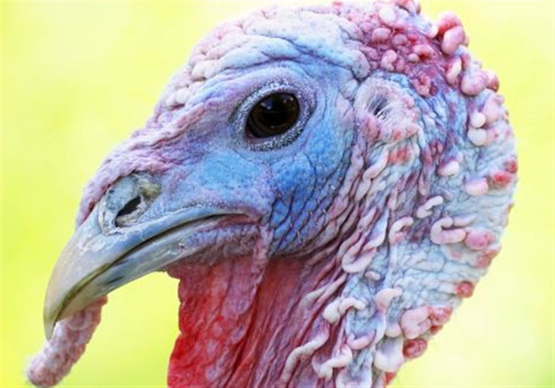 Vigilant spring gobbler outwits a fidgety hunter | Pittsburgh Post-Gazette