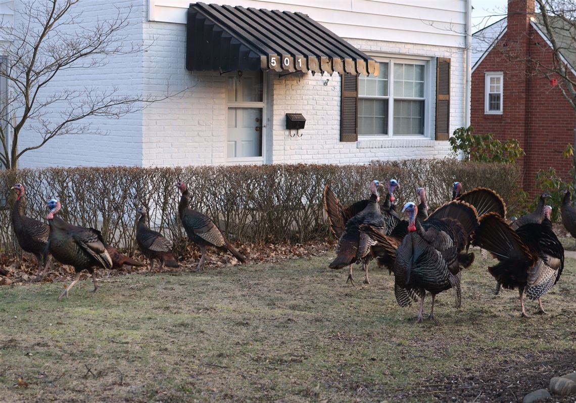 Ruth Ann Dailey: As animals become suburbanites, what's a human to do ...