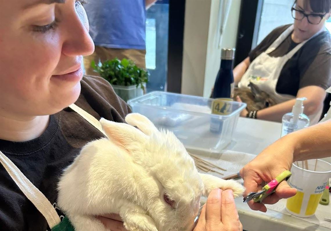 Rabbit grooming, Puppy Bowl and more pet events in February ...