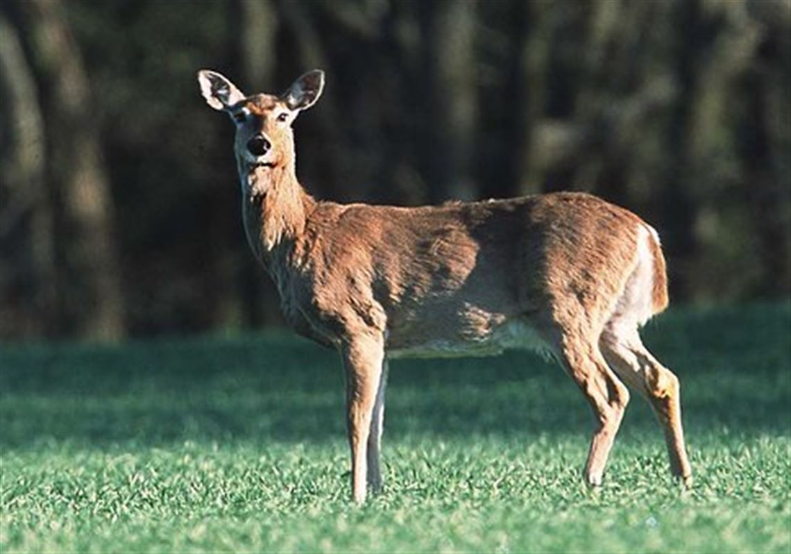 New regulation expands the role of ‘public’ hunting for suburban deer ...