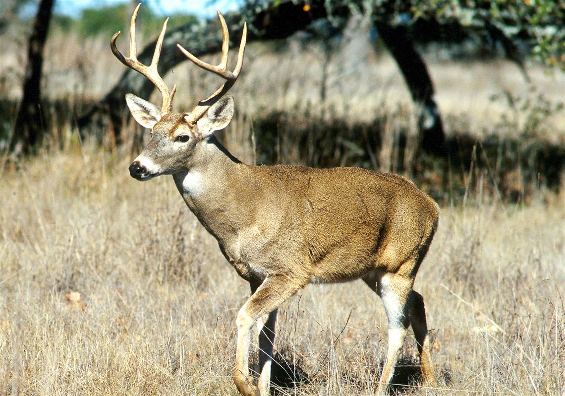 As deer/vehicle accidents rise, residents ask for new solutions in Mt ...