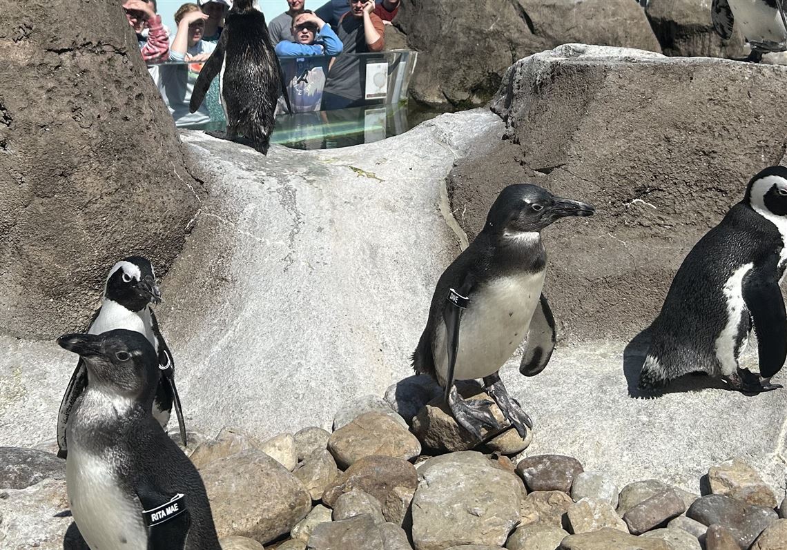 African penguins hatched at the National Aviary join the adults at ...