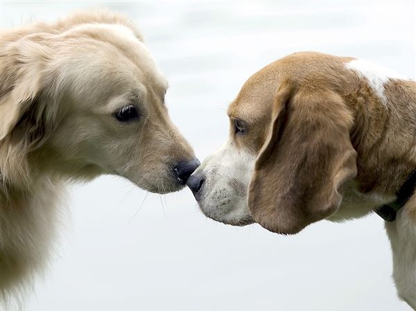 Is It Possible To Fall In Love With A Dog